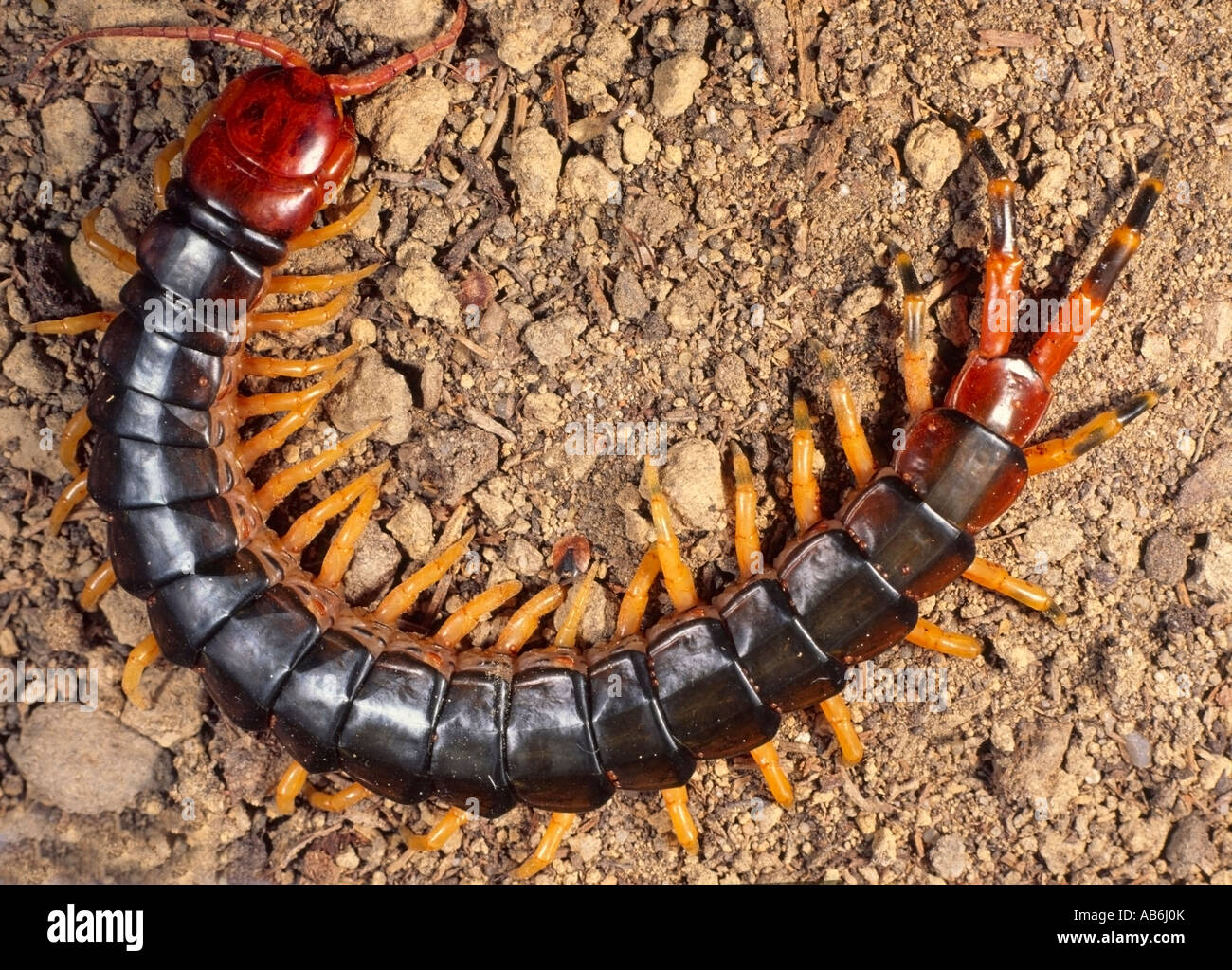 centipede Scolopendra spec Stock Photo - Alamy
