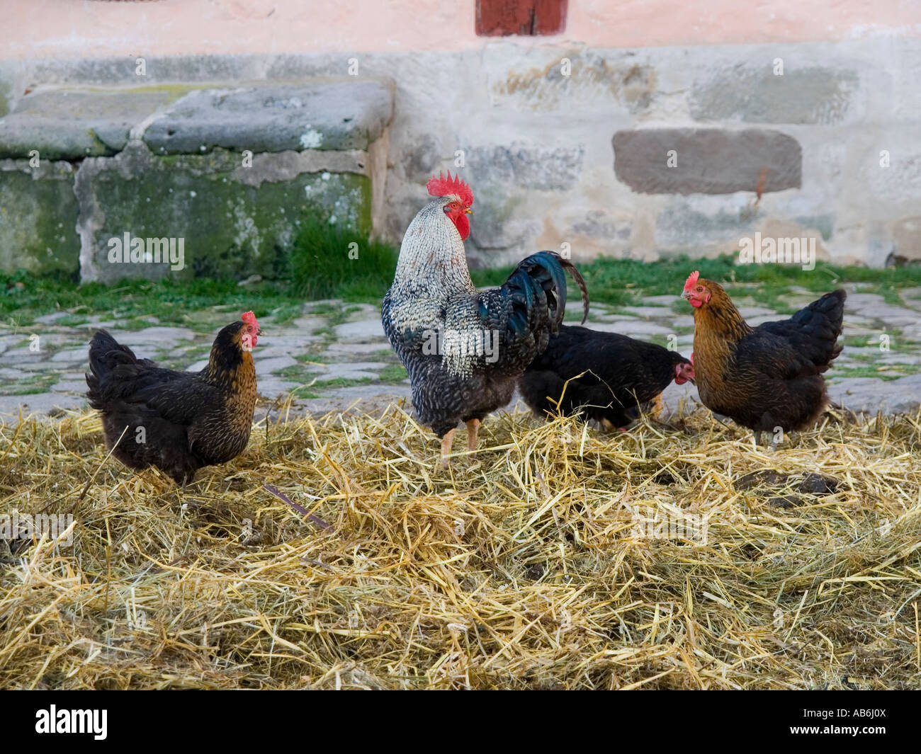 cock hen dung hill midden farm biological Stock Photo - Alamy