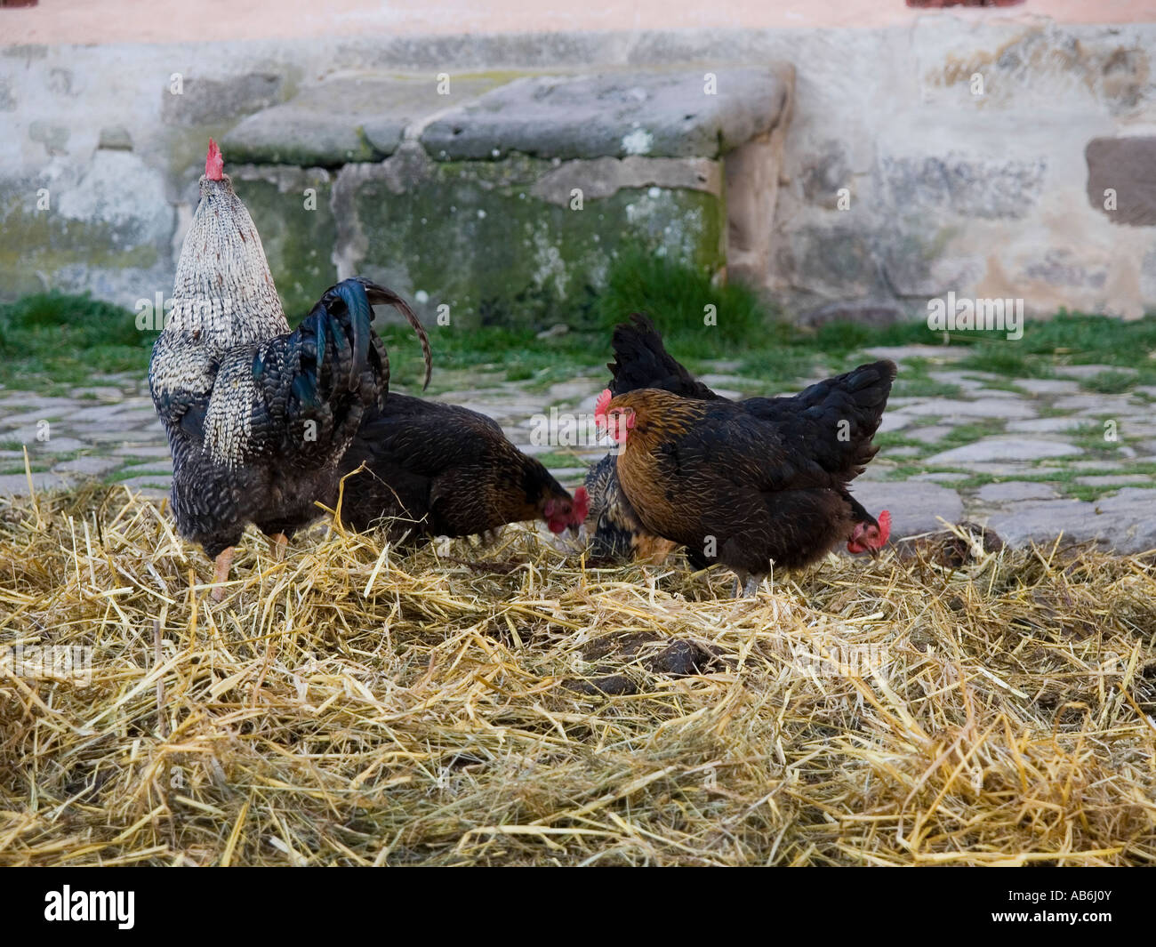 cock hen dung hill midden farm biological Stock Photo - Alamy