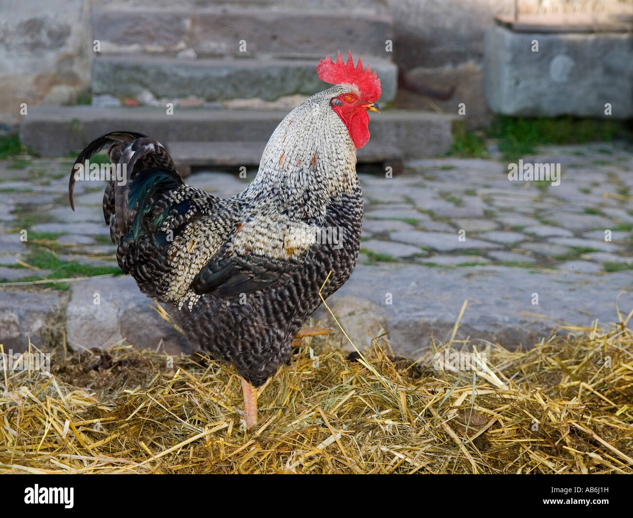 cock dung hill midden farm biological Stock Photo - Alamy