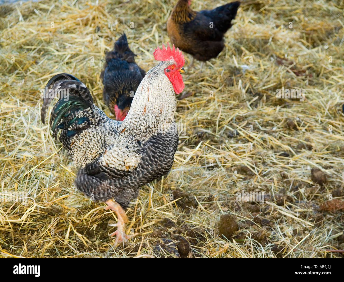 cock hen dung hill midden farm biological Stock Photo - Alamy
