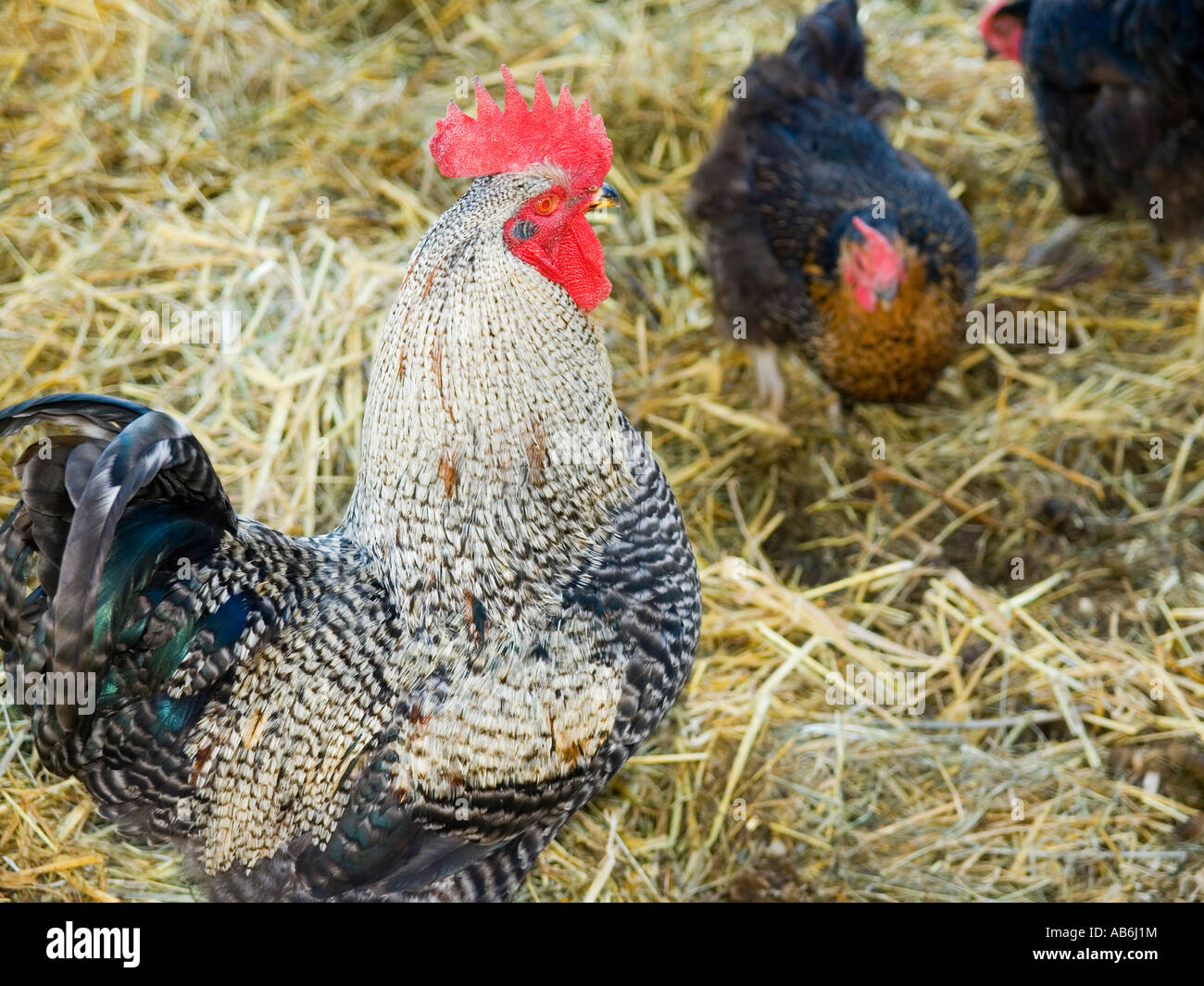 cock hen dung hill midden farm biological Stock Photo - Alamy