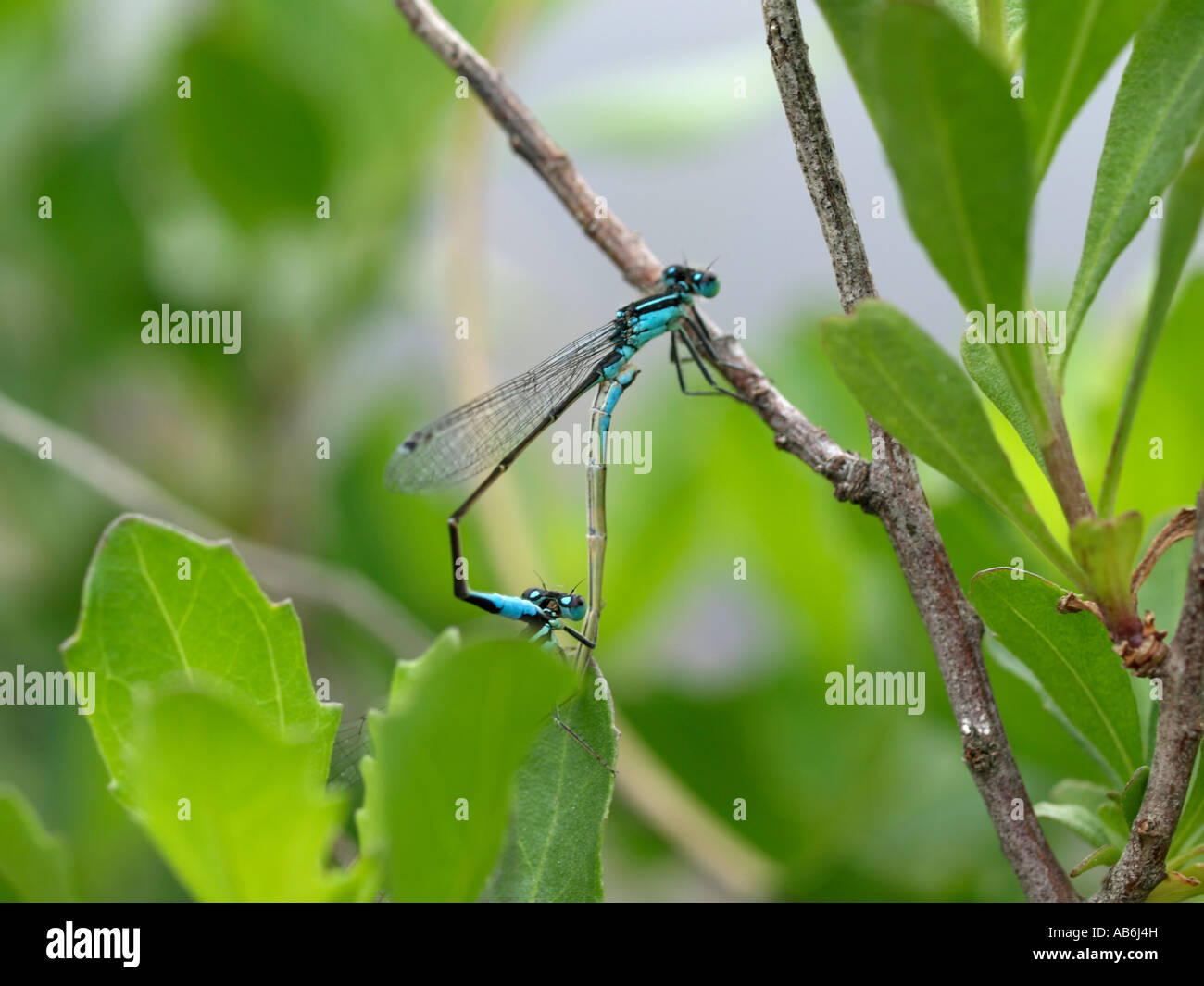 pairing dragonflies Azure Damselfly Coenagrion puella Coenagrionidae ...