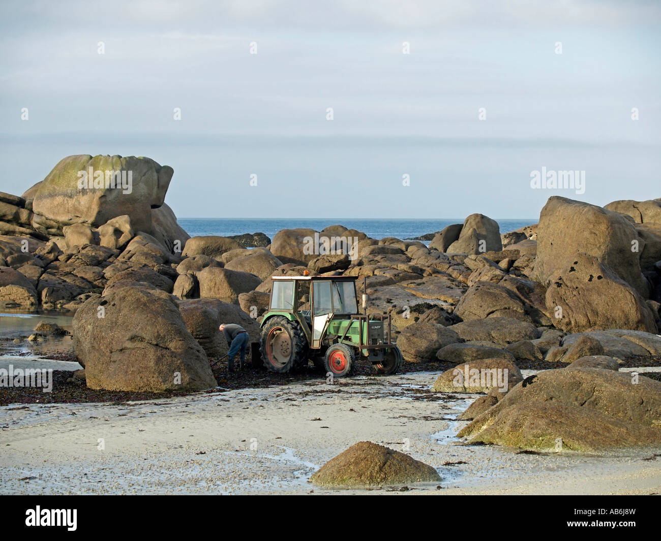 low tide collecting alga algas seaweed as fertilizer on the coast in ...
