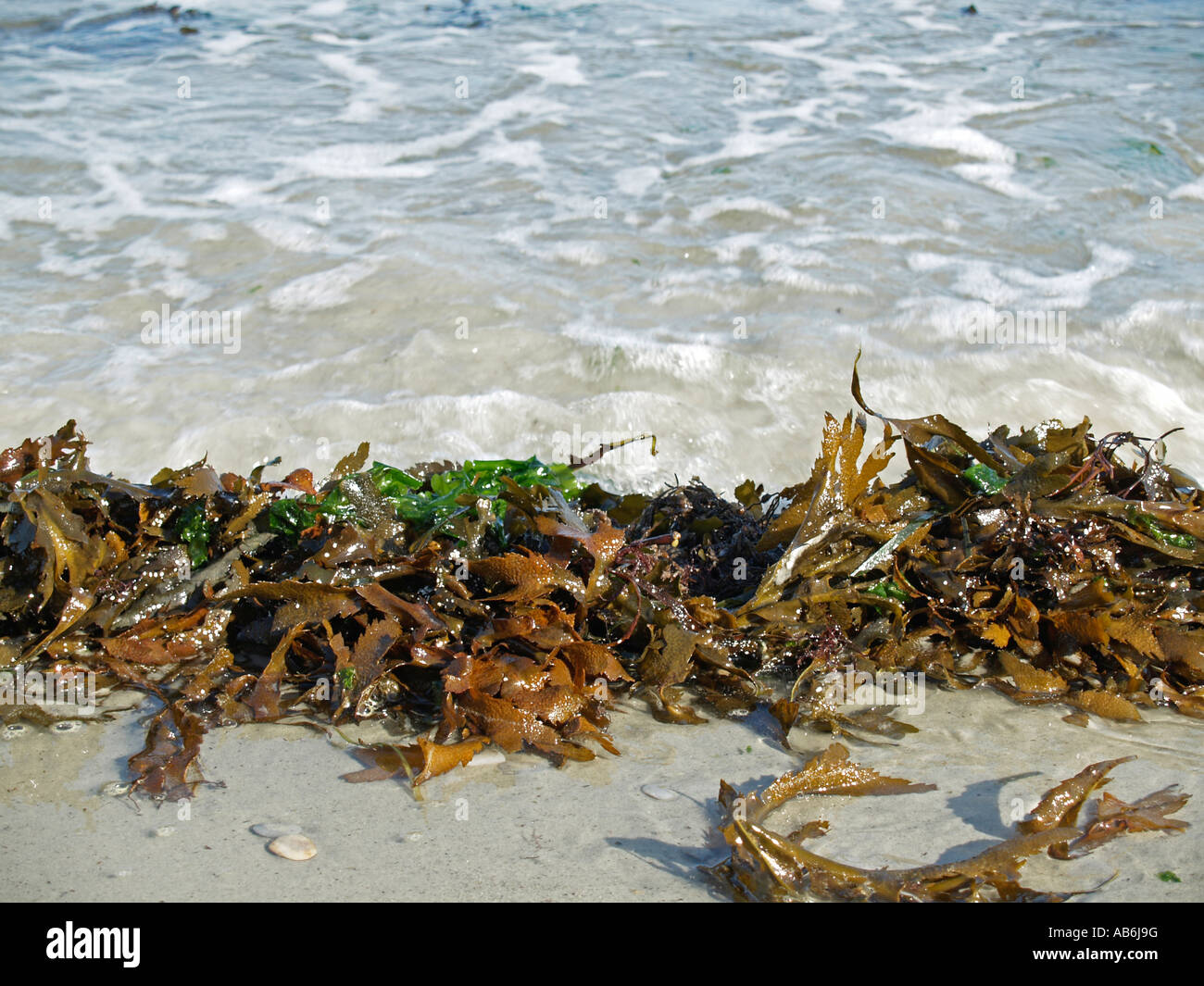 low tide alga seaweed at the coast in Santec near by Roscoff in ...