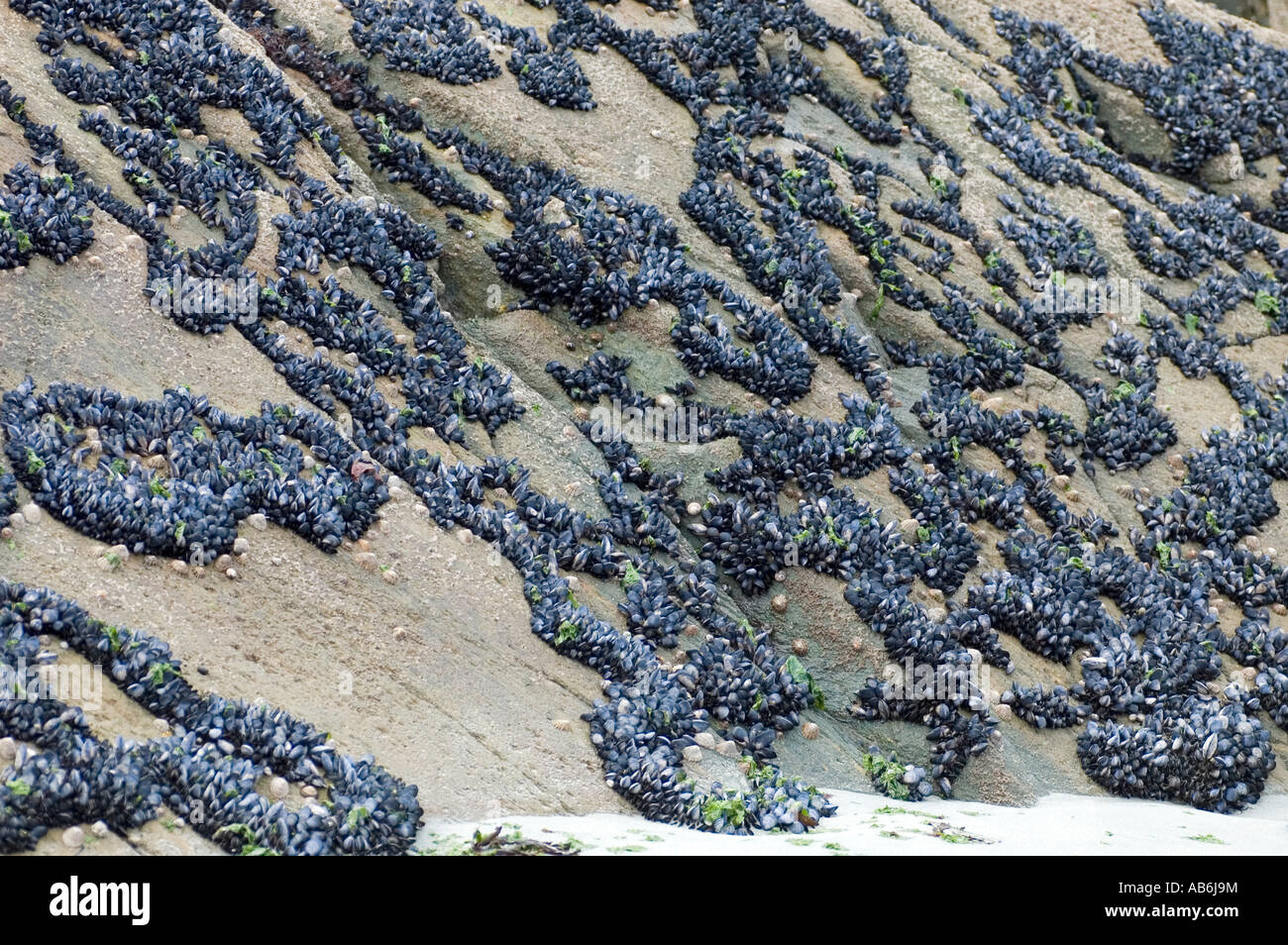 blue mussel Mytilus edulis low tide coast in Locquirec Finistere ...