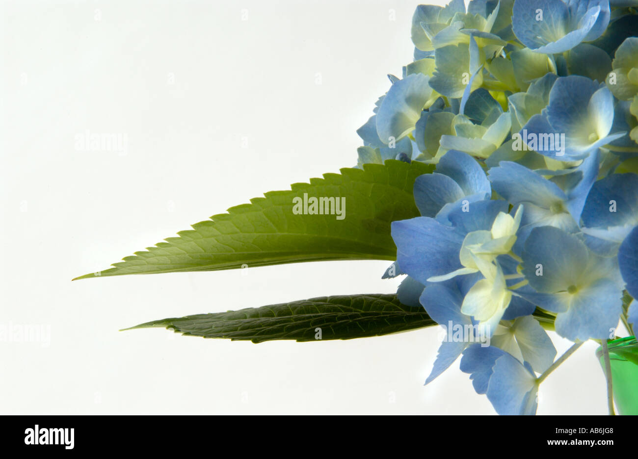 Blue Hydrangea with Leaves Stock Photo - Alamy