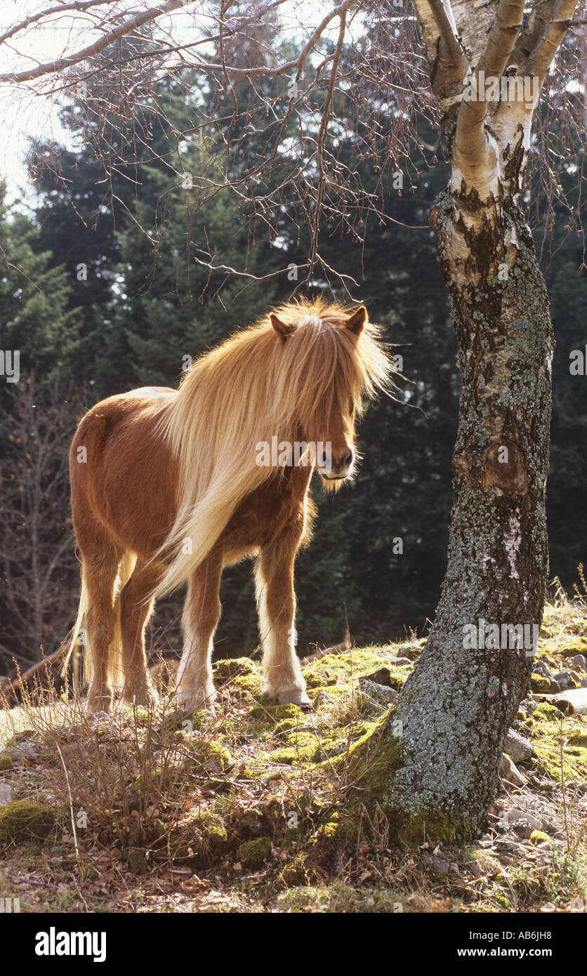 Pony next to tree hi-res stock photography and images - Alamy