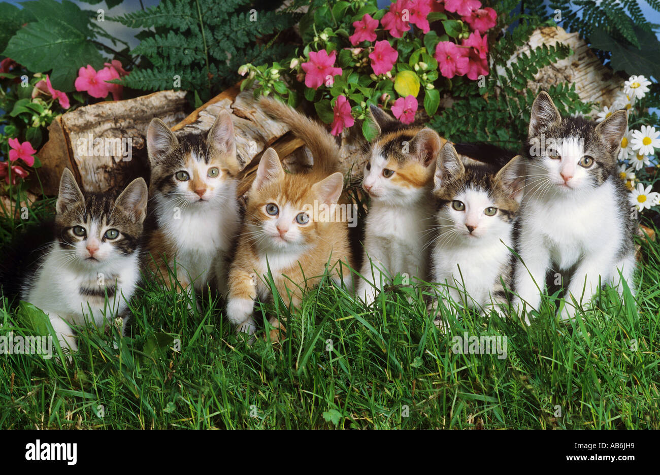 six kittens - sitting in grass Stock Photo - Alamy