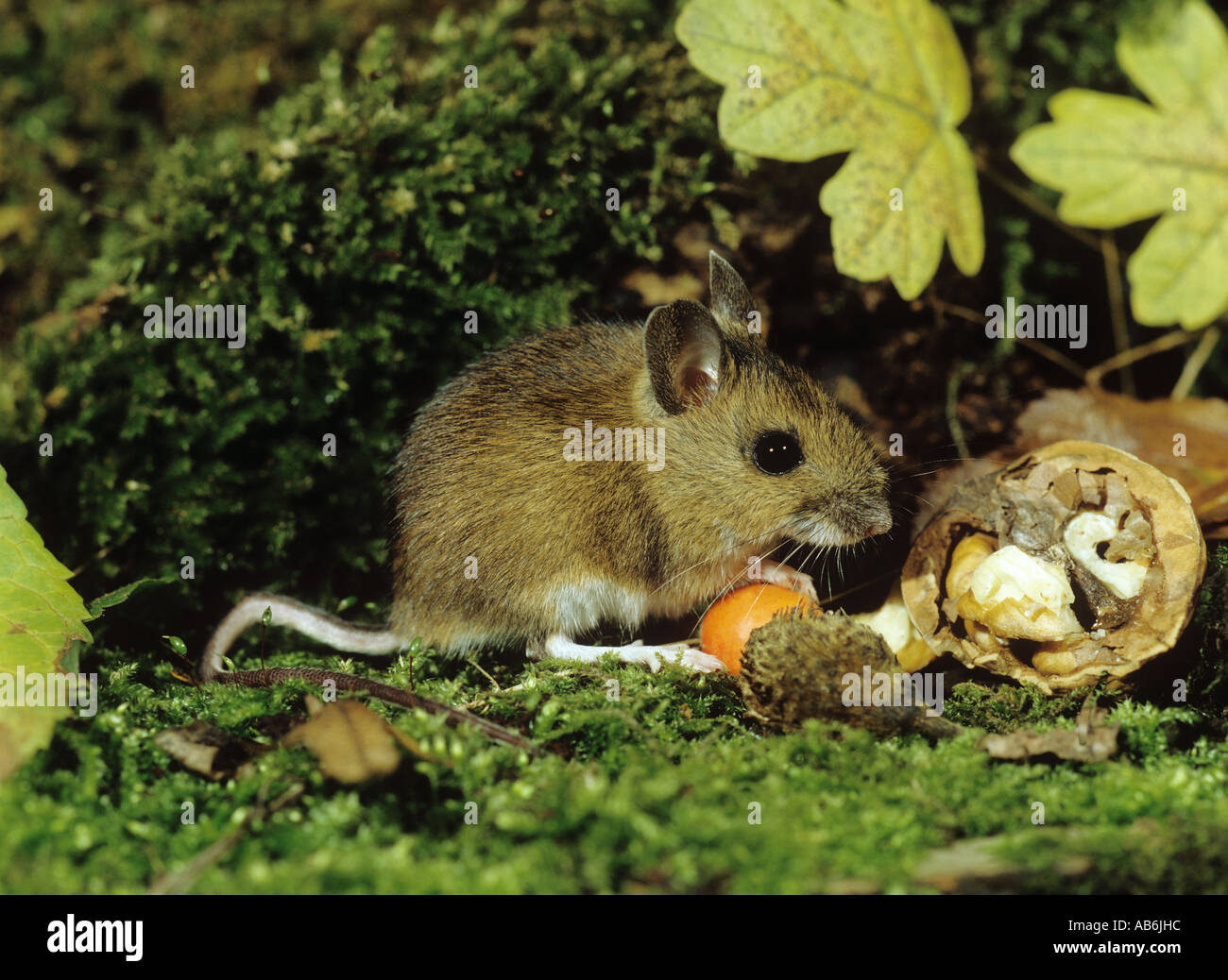 Long tailed field mice hi-res stock photography and images - Alamy