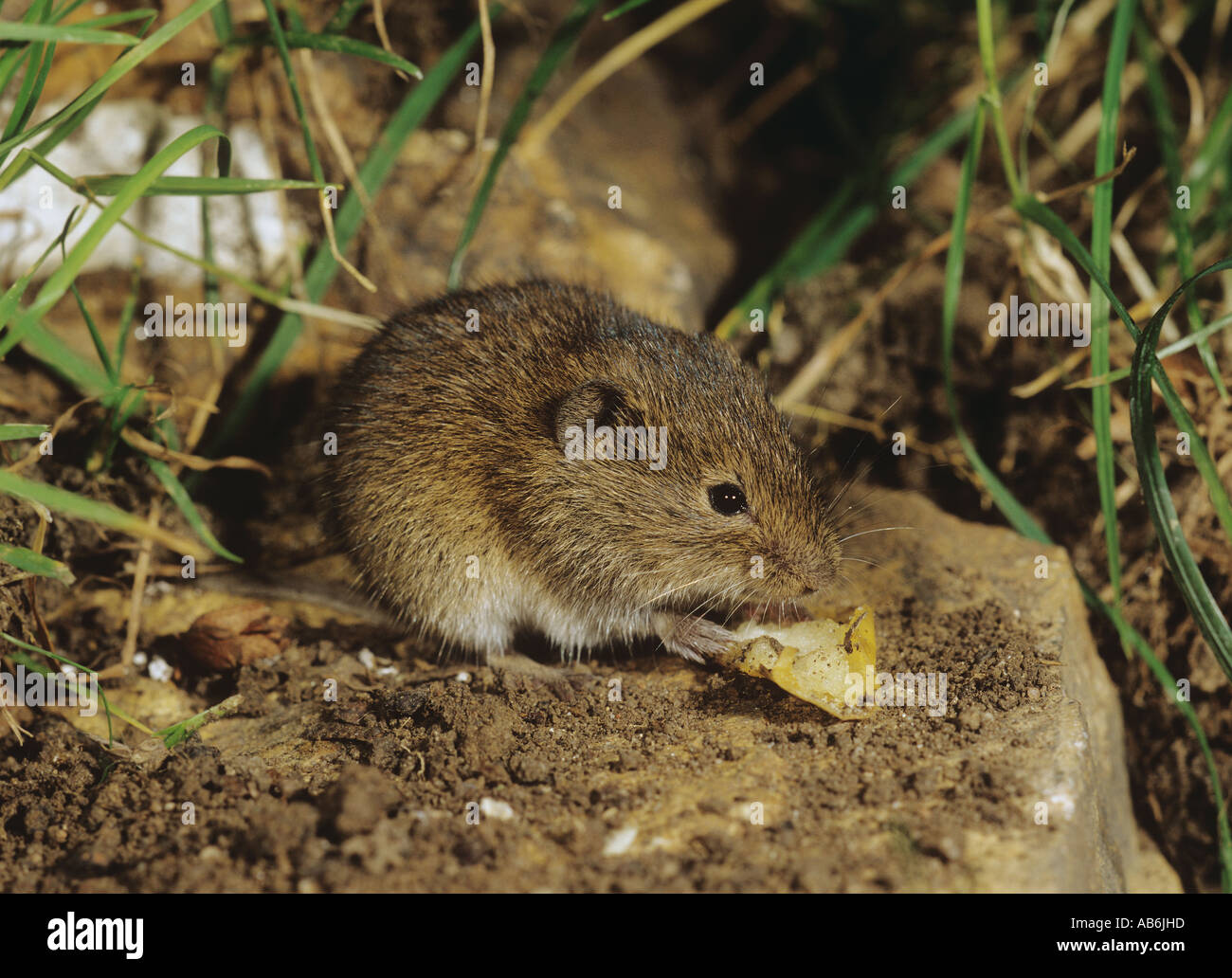 common vole sitting on stone munching Microtus arvalis Stock Photo - Alamy
