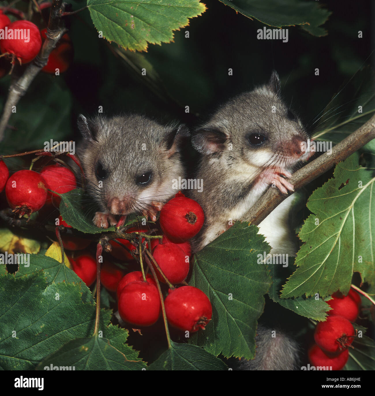 two edible dormice on branch with berries Glis glis Stock Photo - Alamy
