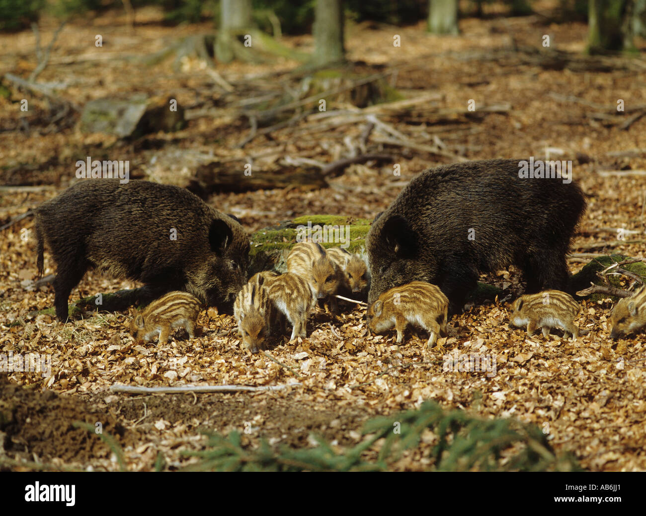 wild boars with cubs Sus scrofa Stock Photo - Alamy
