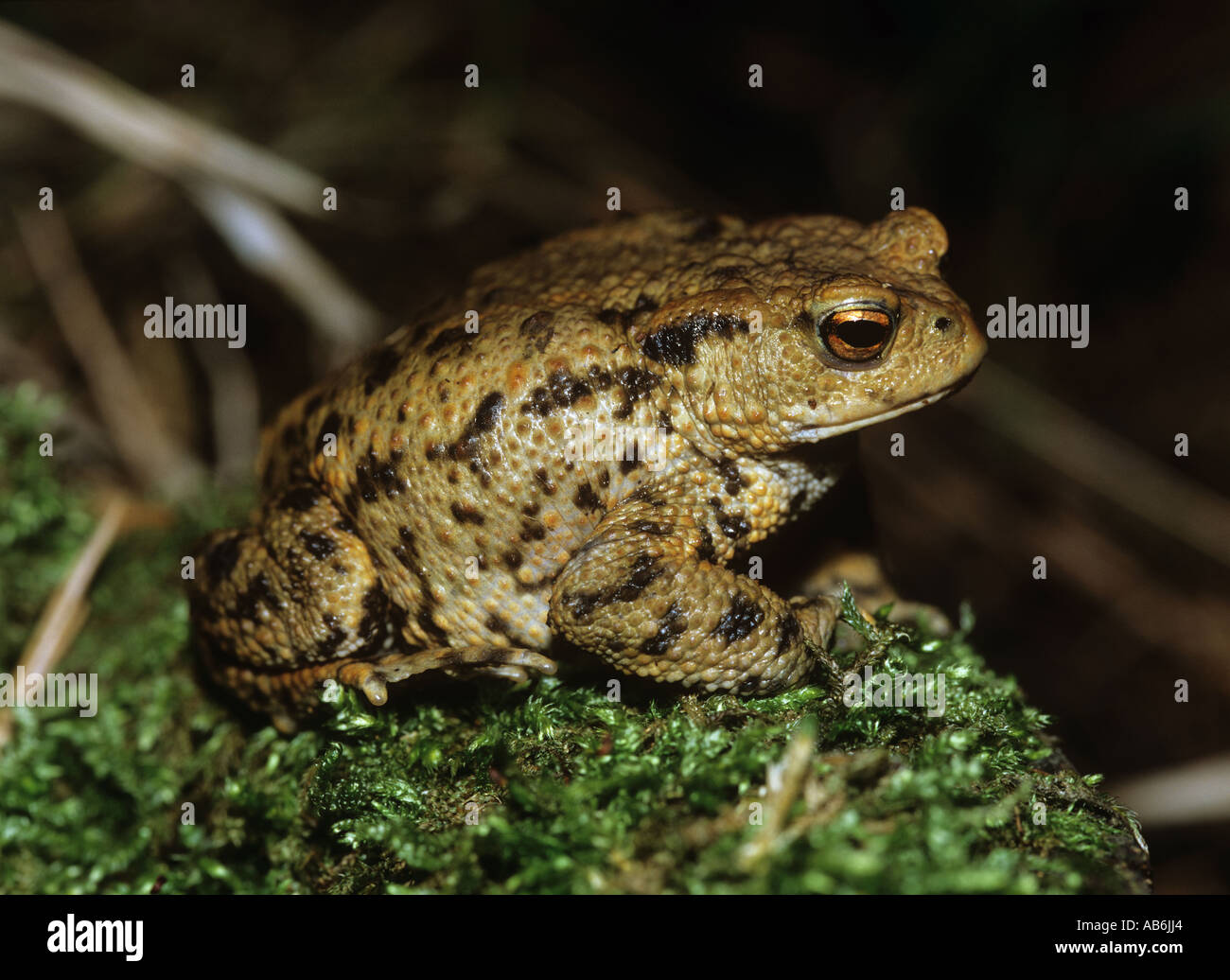 common toad sitting on moss Bufo bufo Stock Photo - Alamy