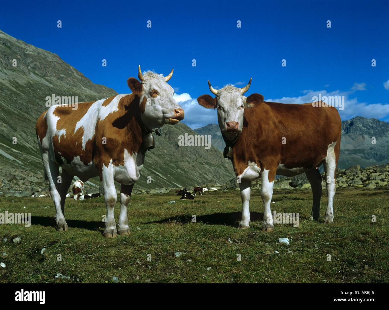 Two cows hi-res stock photography and images - Alamy
