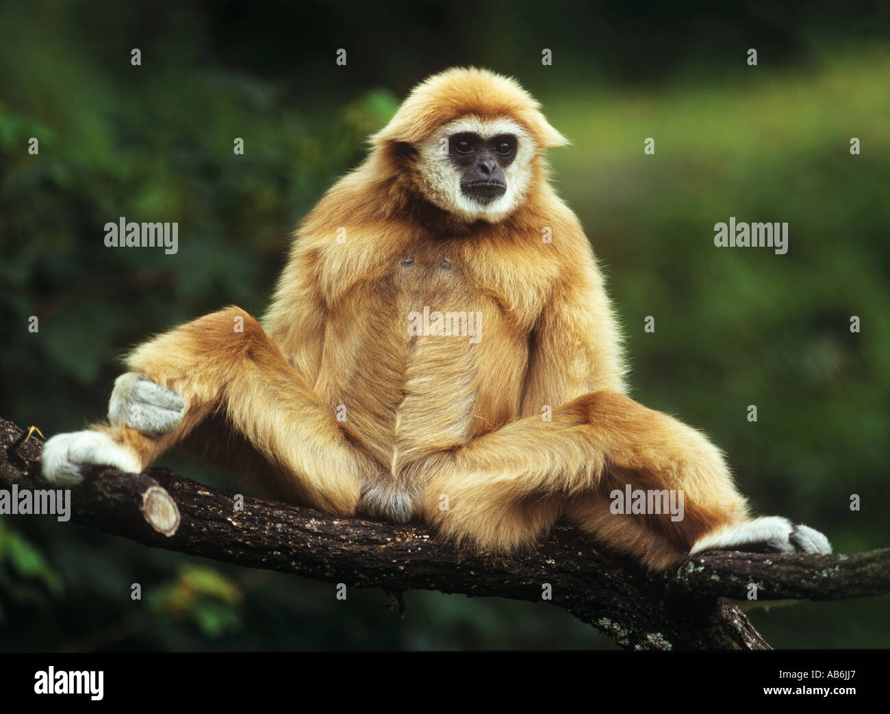 White-handed gibbon (Hylobates lar) sitting on branch Stock Photo - Alamy