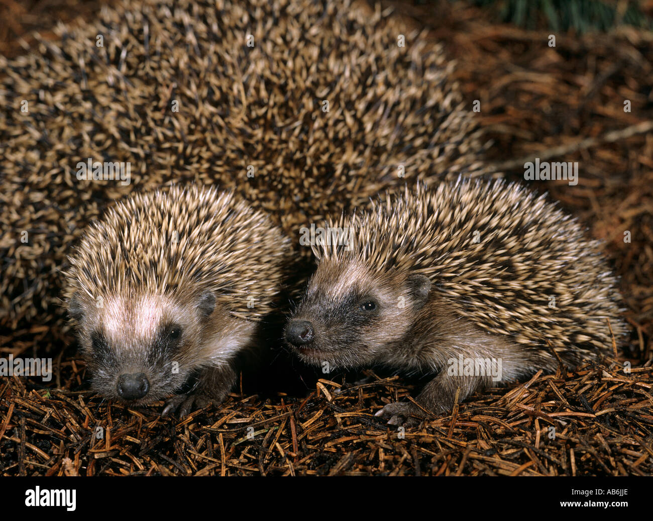 Baby hedgehogs and mother hi-res stock photography and images - Alamy