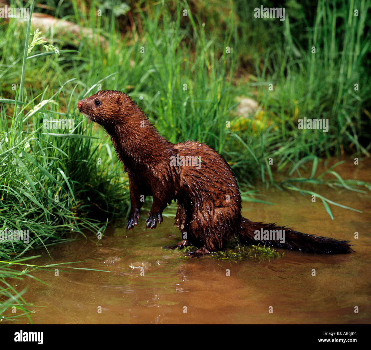 American mink standing in water Mustela vison Stock Photo - Alamy