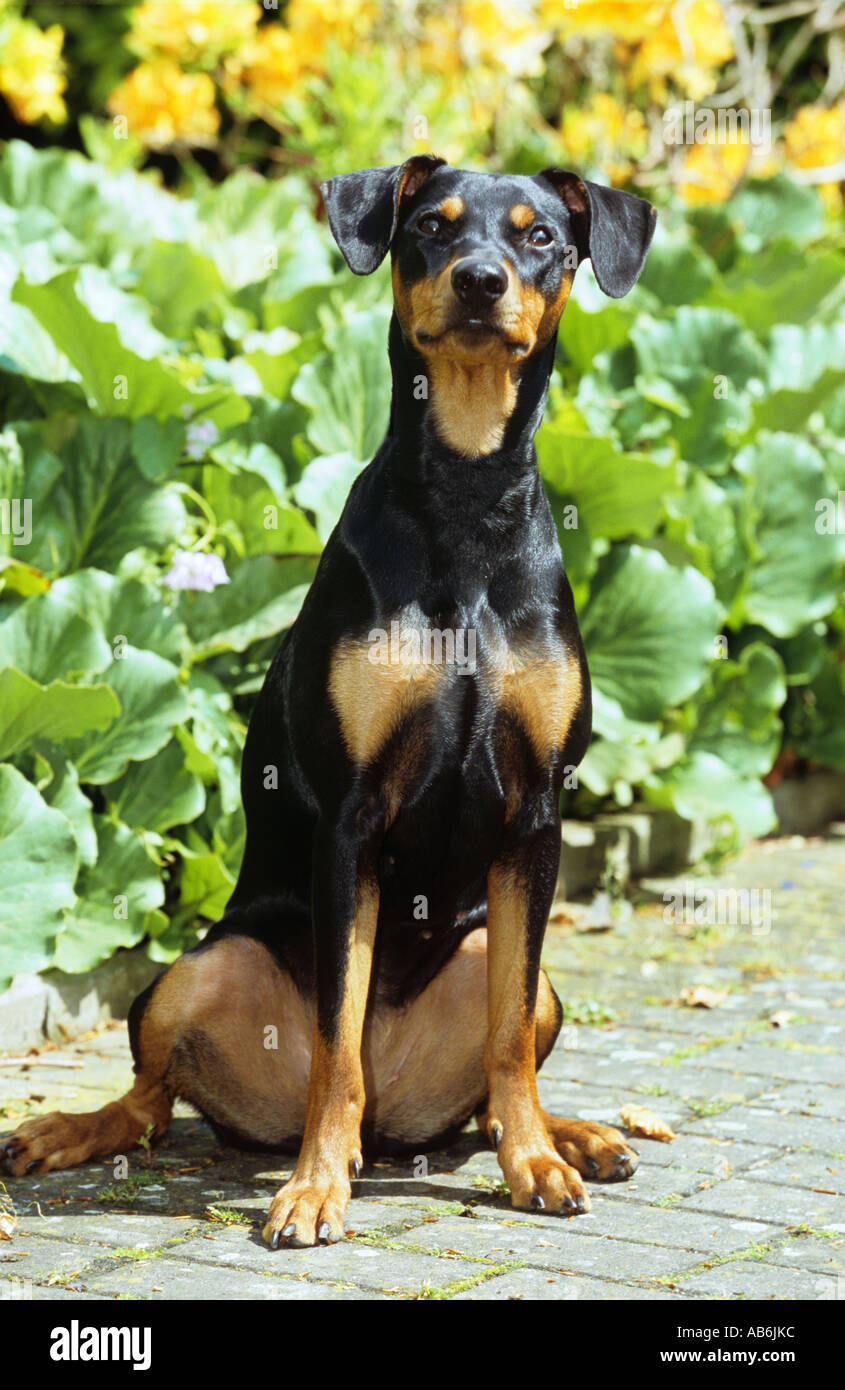 German pinschers dog hi-res stock photography and images - Alamy