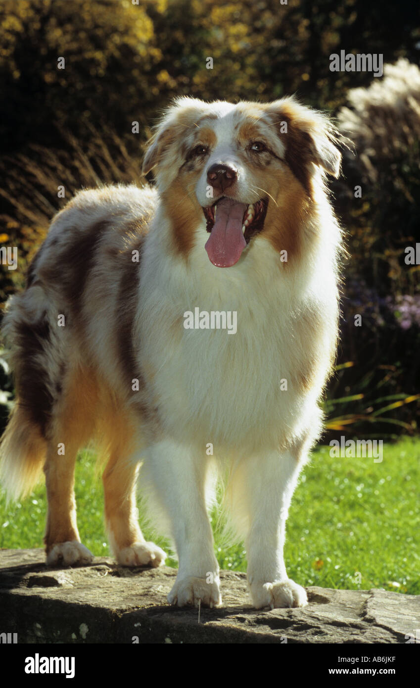 Australian Shepherd standing Stock Photo - Alamy