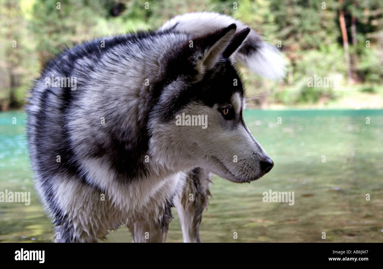 Husky And Wolf Side By Side