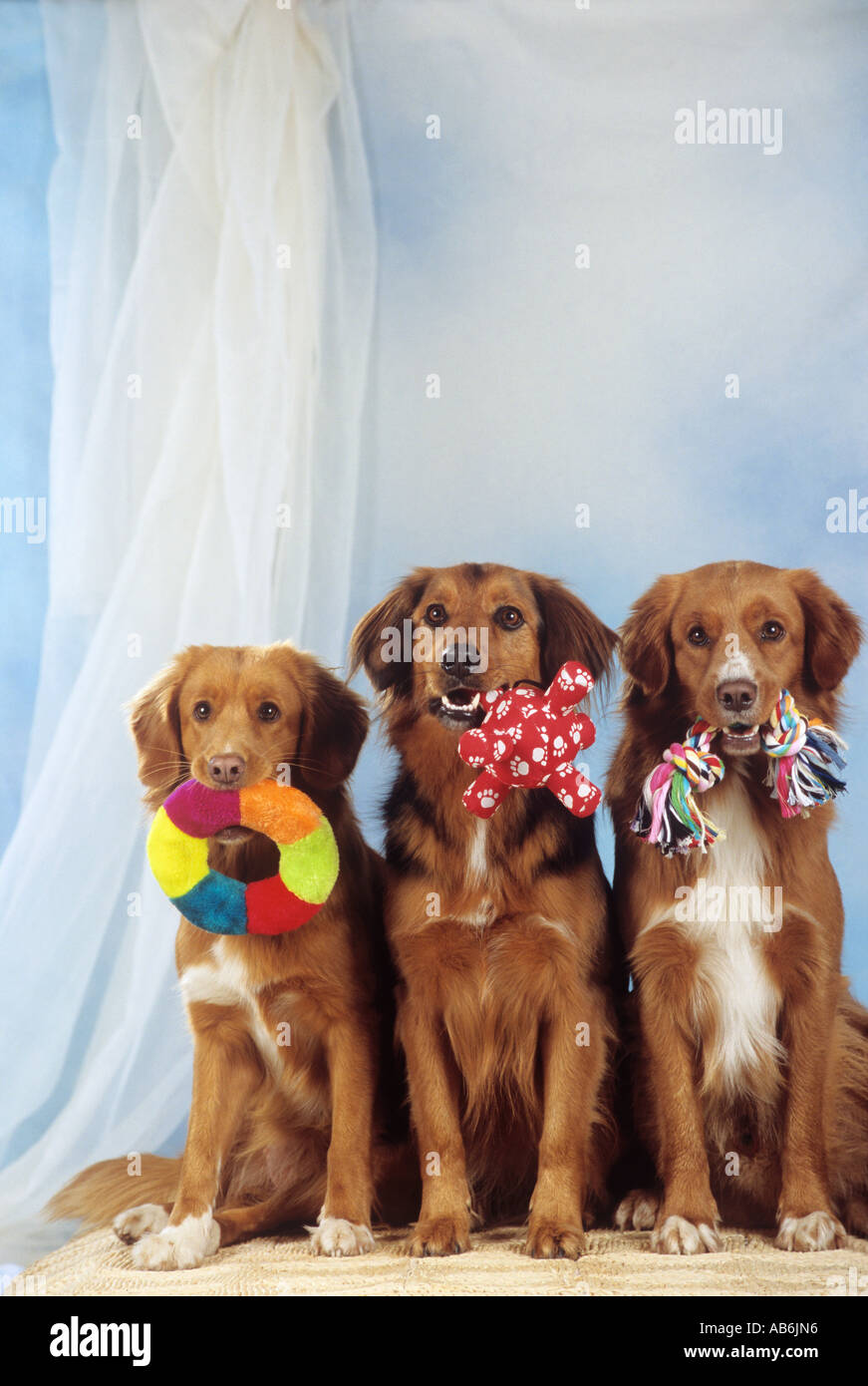 Three dogs 3 dogs hi-res stock photography and images - Alamy