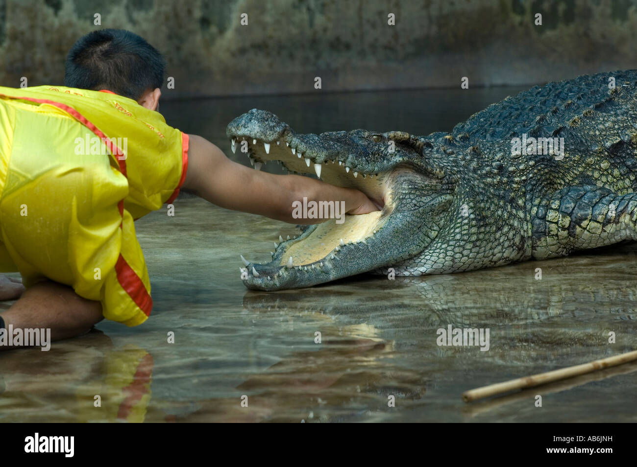 Boy puts arm in mouth of crocodile in a show for tourists, Samui ...