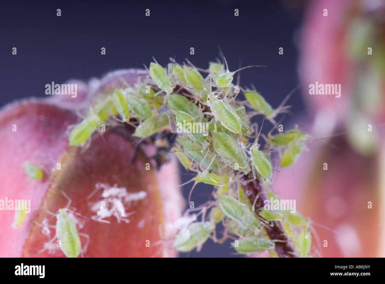 infestation of aphids on flower Stock Photo - Alamy