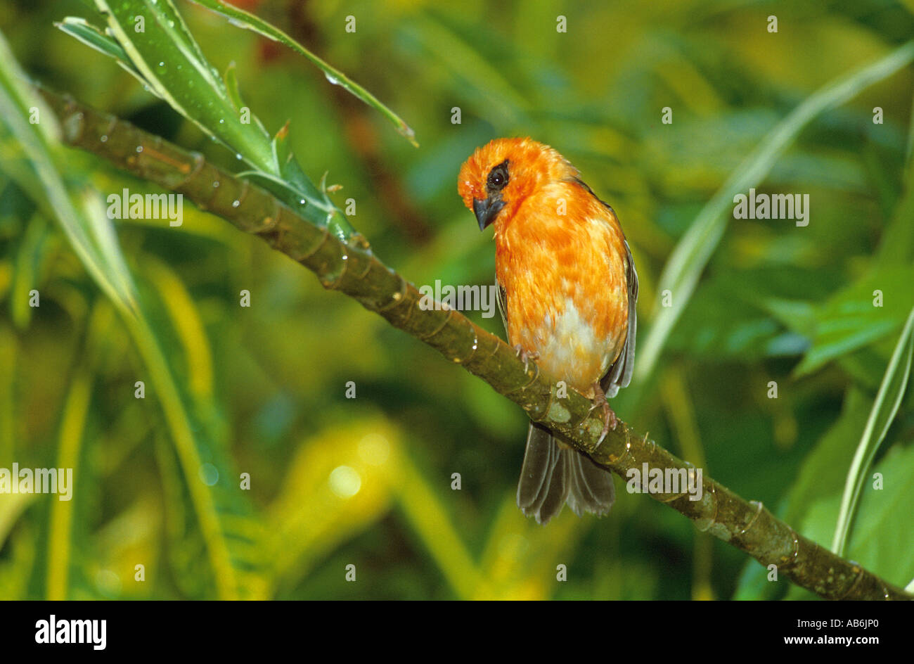 Madagascar fody sitting on branch Foudia madagascariensis Stock Photo ...