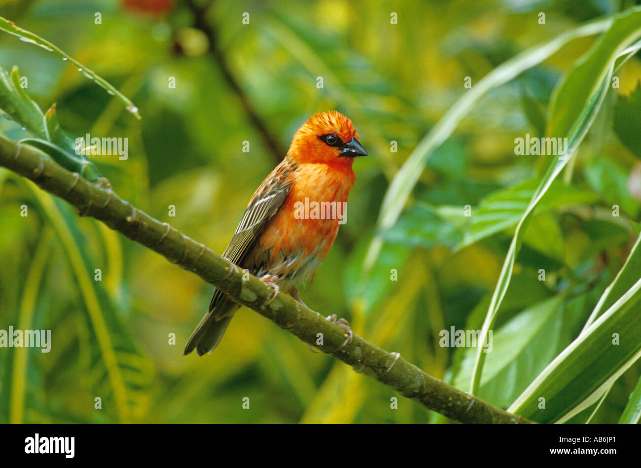 Madagascar red fody on branch Foudia madagascariensis Stock Photo - Alamy