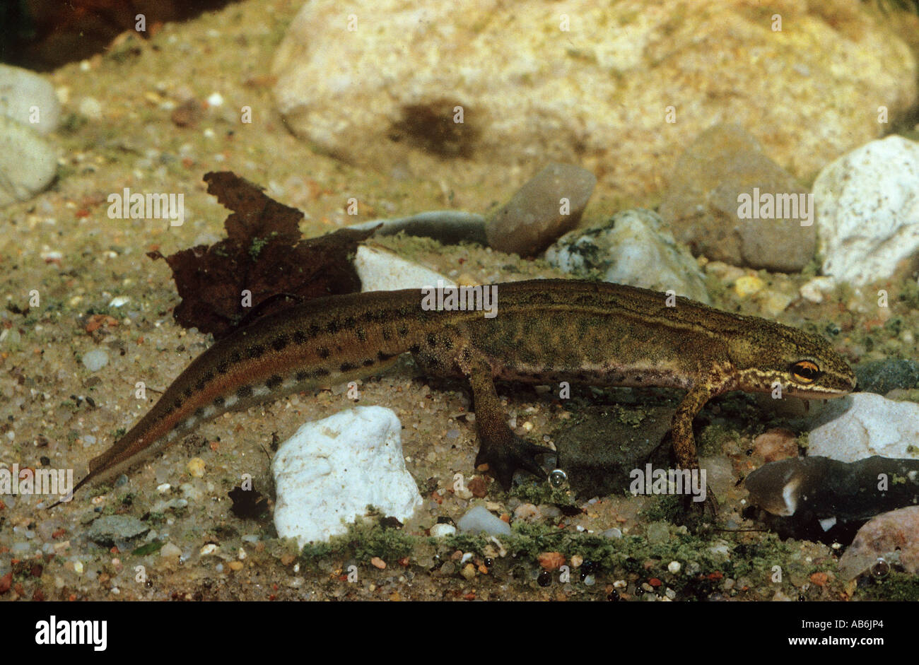 palmate newt in flat waters Triturus helveticus Stock Photo - Alamy