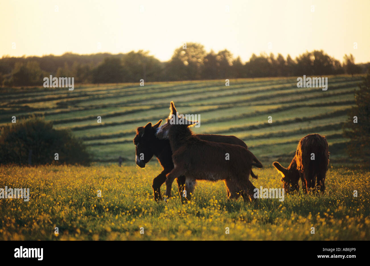 poitou donkey playing on meadow Stock Photo - Alamy
