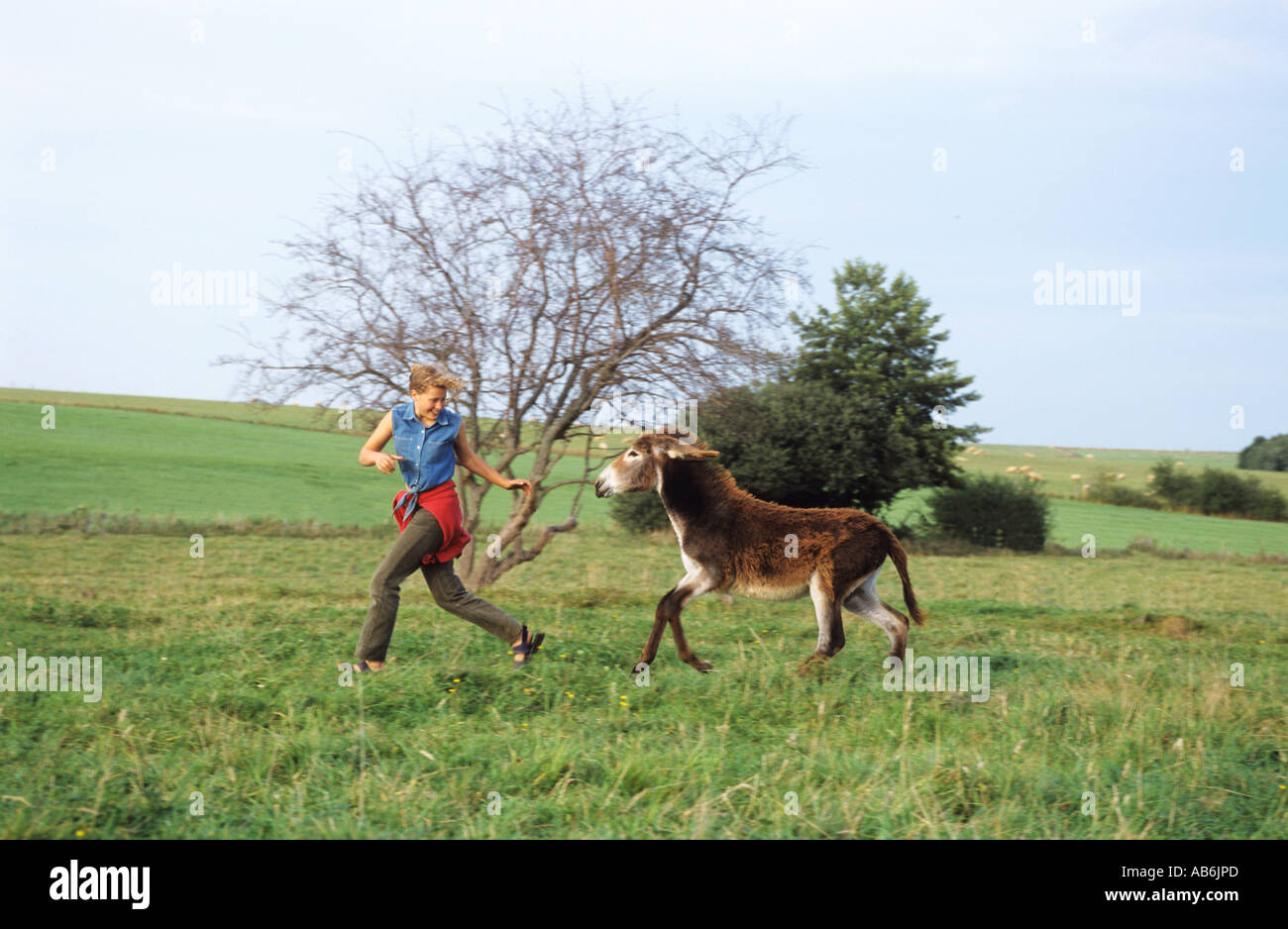 Girl with Poitou donkey foal Stock Photo - Alamy