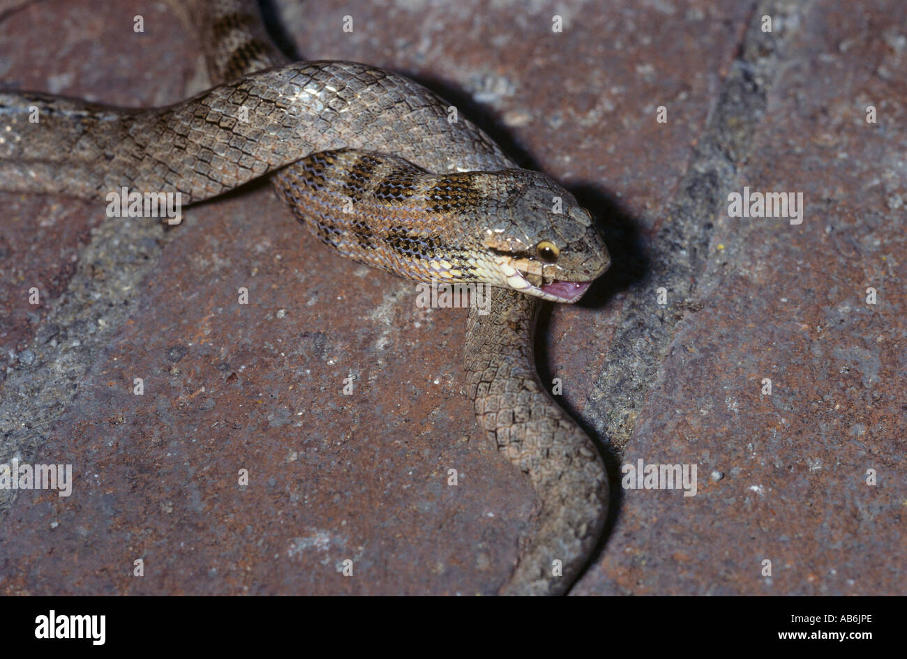 southern smooth snake Coronella girondica Stock Photo - Alamy
