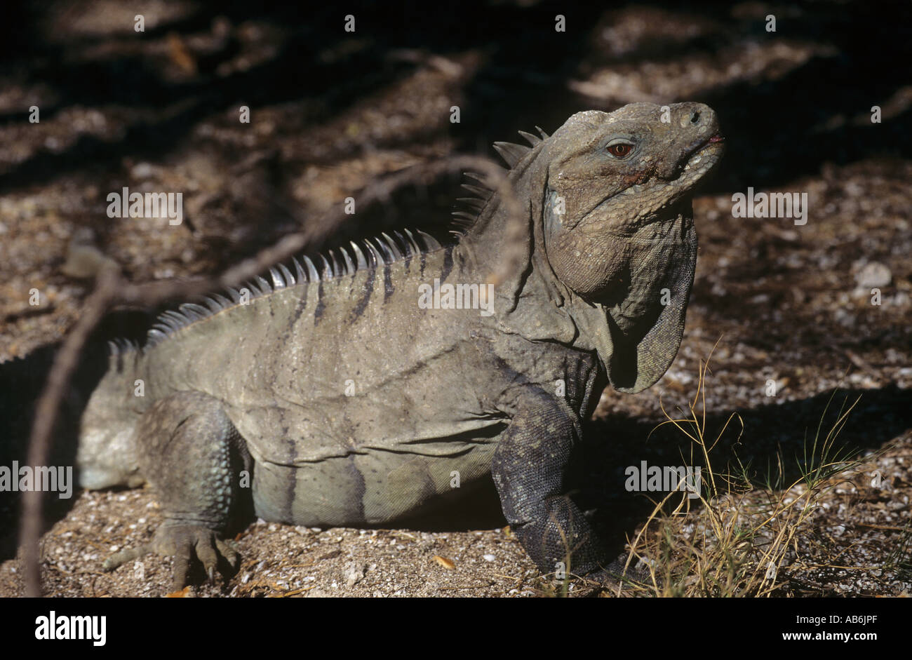 rhinoceros iguana Cyclura cornuta Stock Photo - Alamy