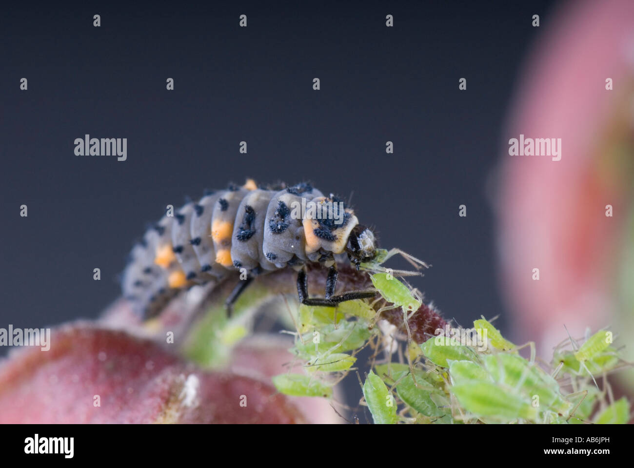 ladybird larva eating aphids Stock Photo - Alamy