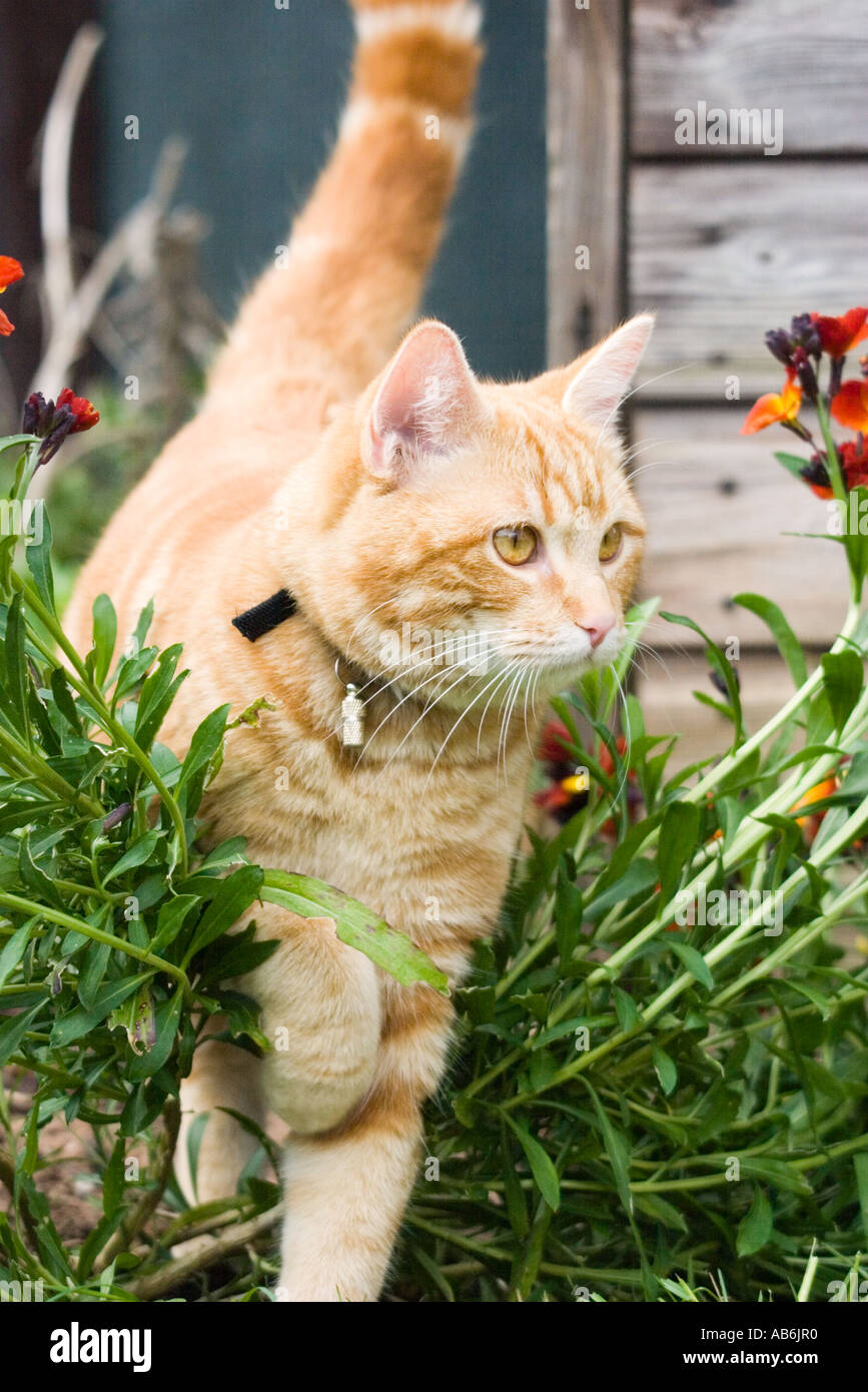 Ginger tom cat emerging from plants whilst on the prowl Stock Photo - Alamy