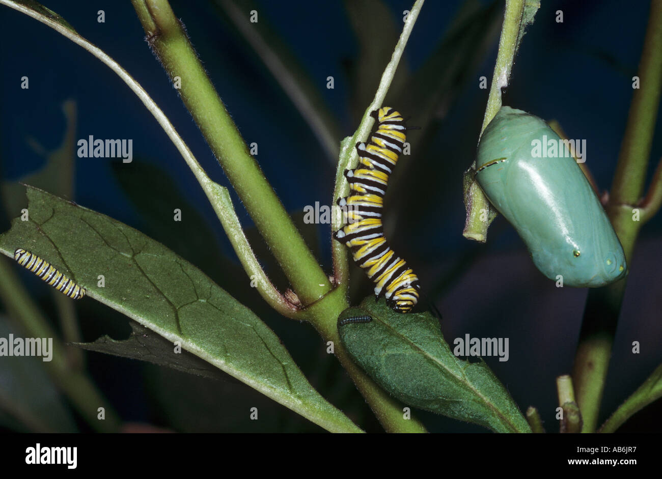 monarch butterfly caterpillar and cocoon Danaus plexippus Stock Photo ...