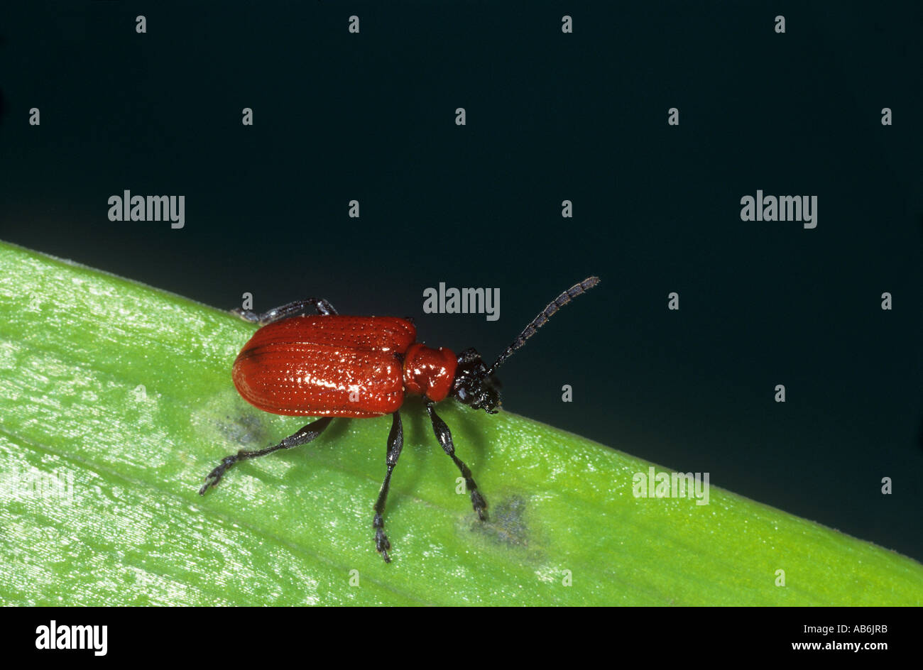 Lily beetles lilioceris lilii hi-res stock photography and images - Alamy