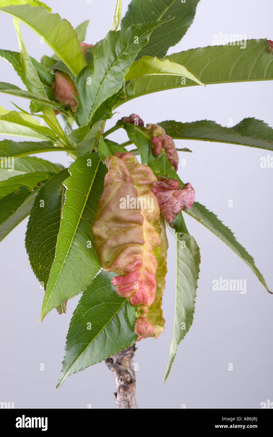 Puckered leaf hi-res stock photography and images - Alamy