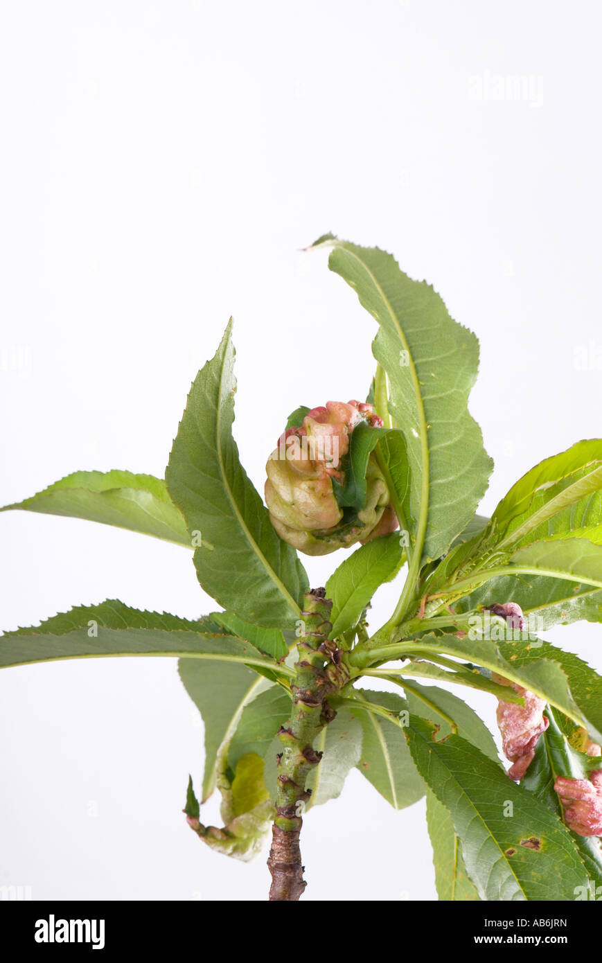 Peach leaf curl Stock Photo - Alamy