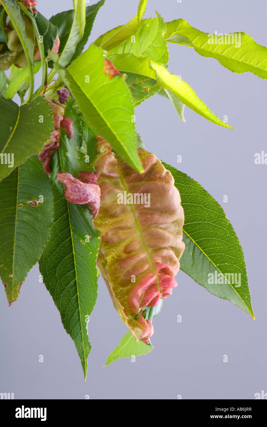 Peach leaf curl Stock Photo - Alamy