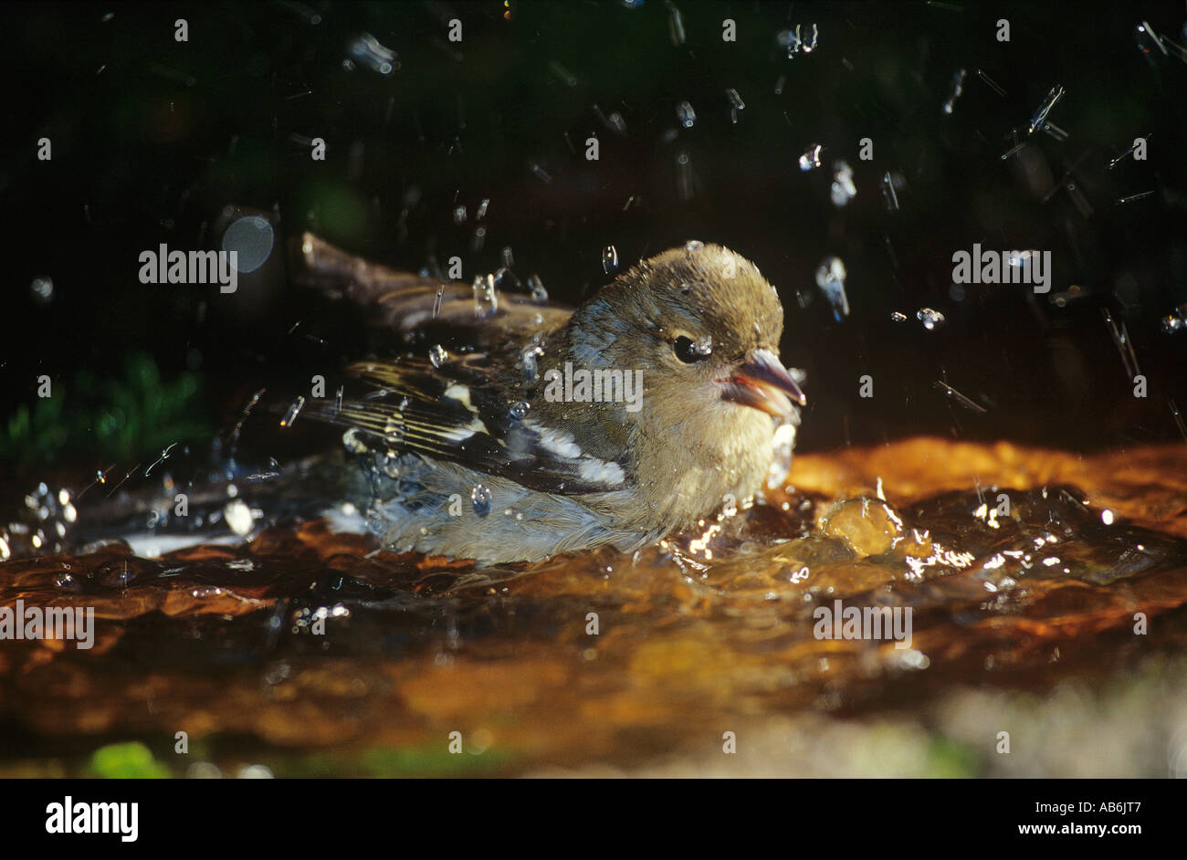 madeira chaffinch in water Fringilla coelebs maderensis Stock Photo - Alamy