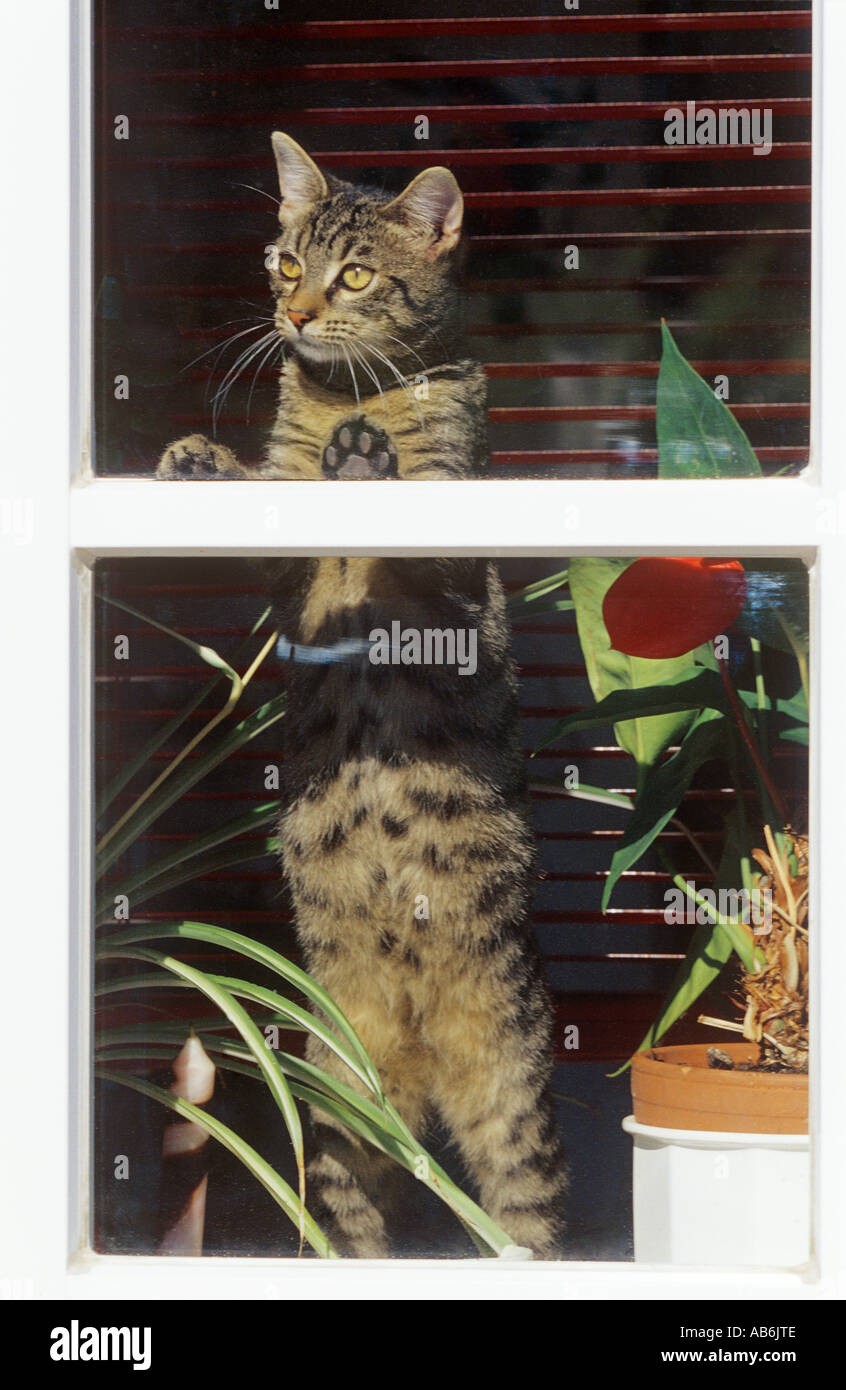 domestic cat standing behind window Stock Photo - Alamy