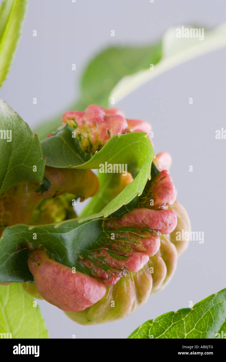 Peach leaf curl Stock Photo - Alamy