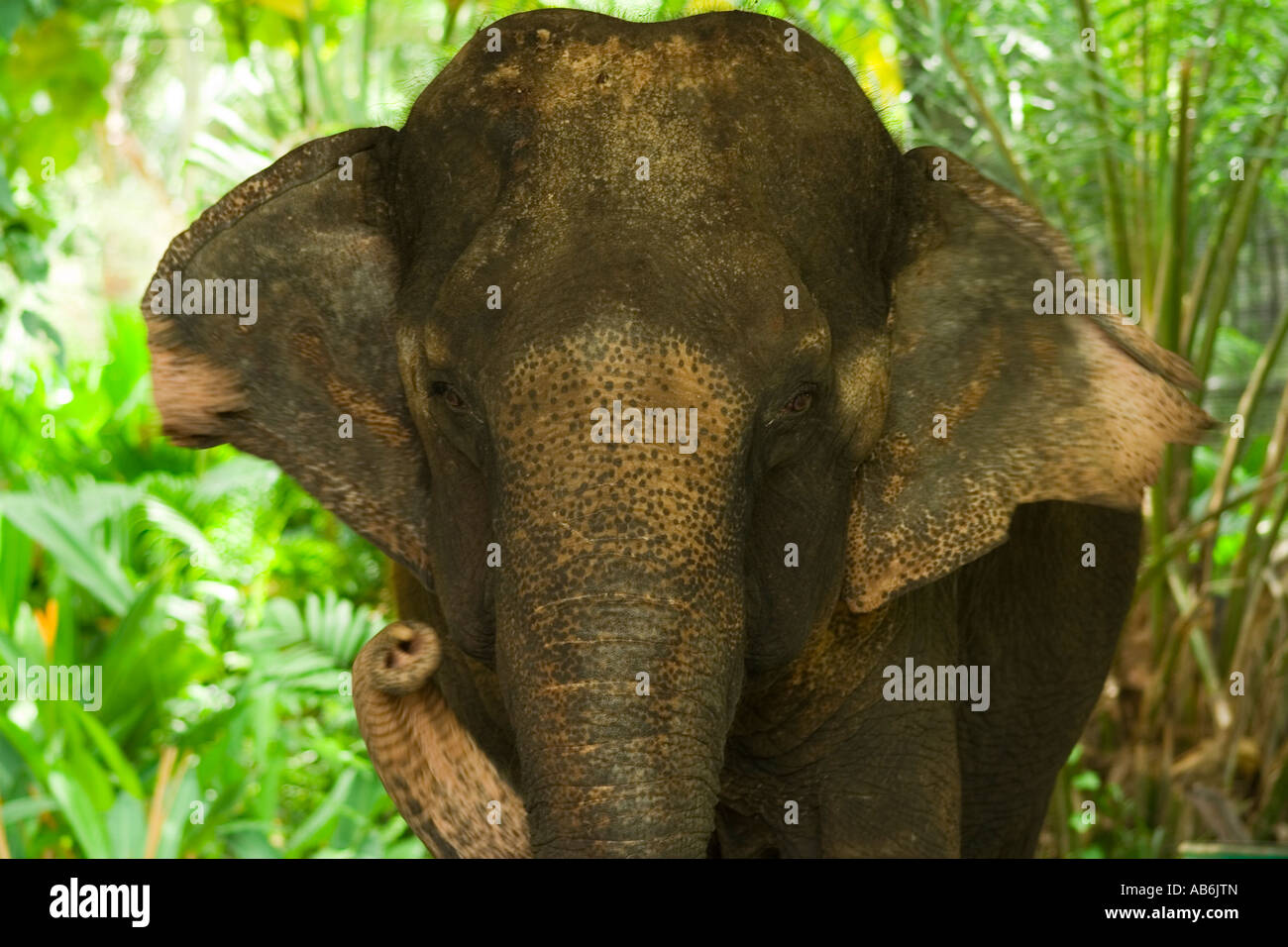 baby Asian elephant running, waving trunk from side to side Stock Photo ...