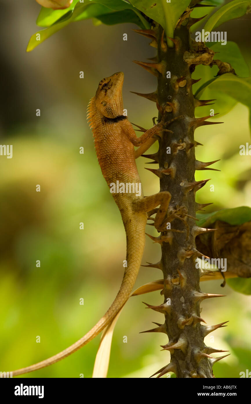 Agamid lizard asia hi-res stock photography and images - Alamy