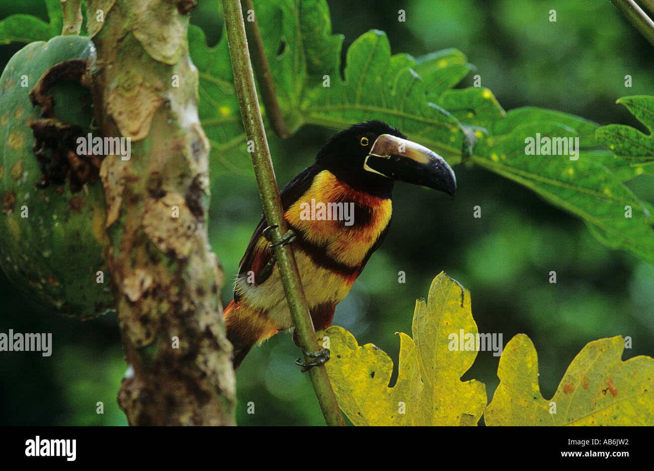 Collared Aracaris High Resolution Stock Photography and Images - Alamy