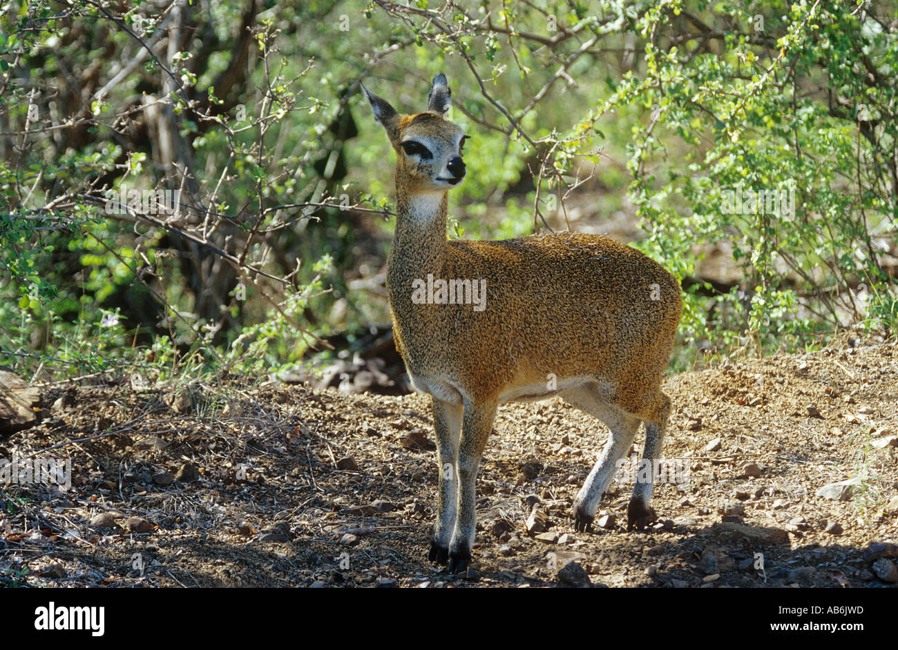 klippspringer standing Oreotragus oreotragus Stock Photo - Alamy