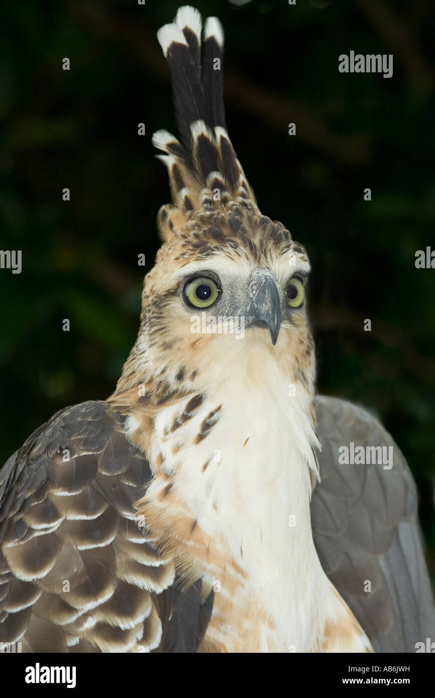 Crested Hawk-eagle or Changeable Hawk-eagle (Nisaetus cirrhatus Stock Photo - Alamy